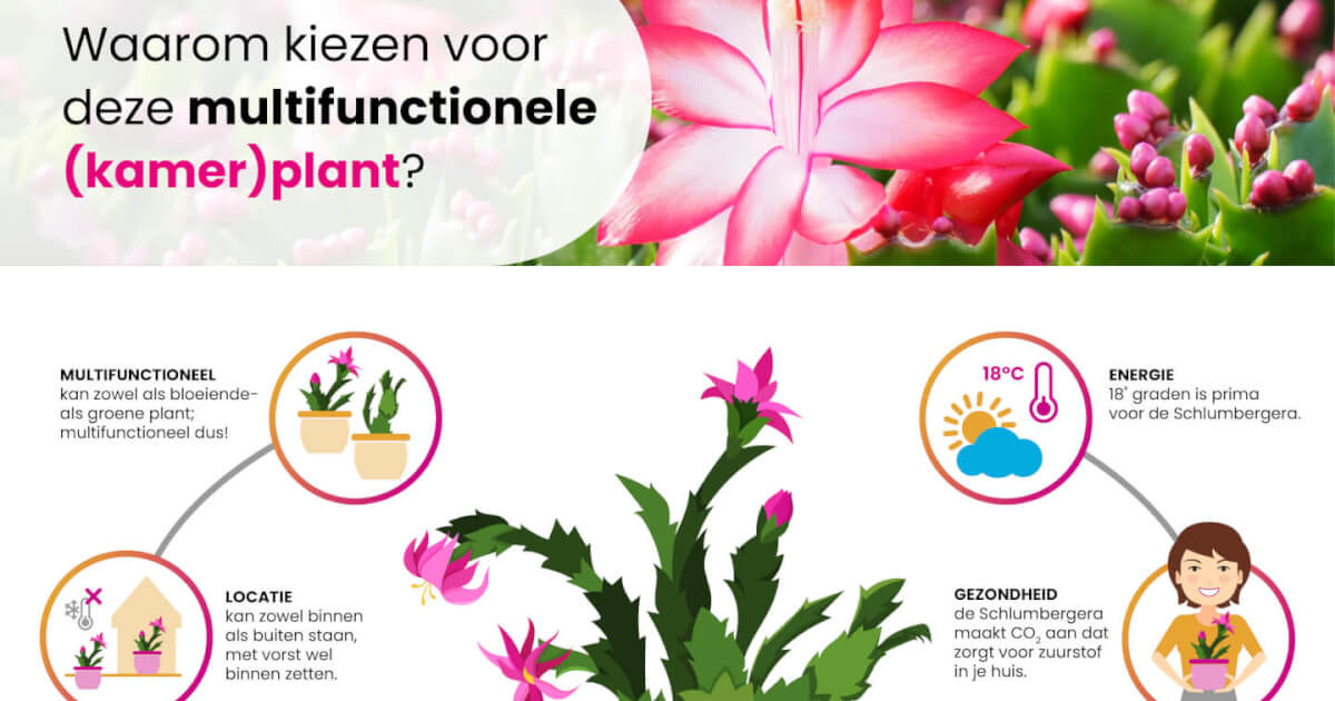Waarom kiezen voor deze multifunctionele (kamer)plant?